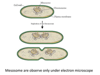 bcterialultrastructureall-201118081937.pdf