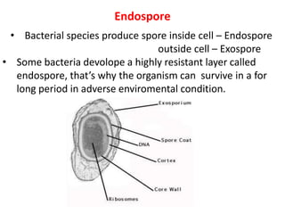 bcterialultrastructureall-201118081937.pdf