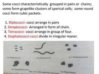 Bcterial ultrastructure all | PPTX