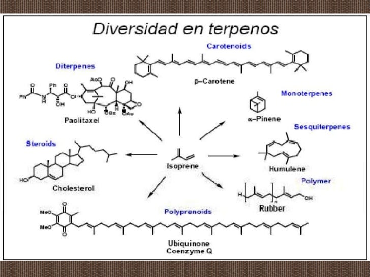 Terpenos y Esteroides