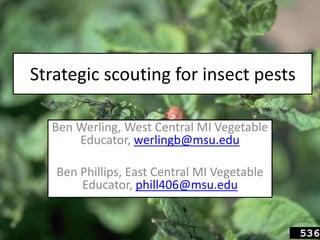 Scouting_activity | PDF