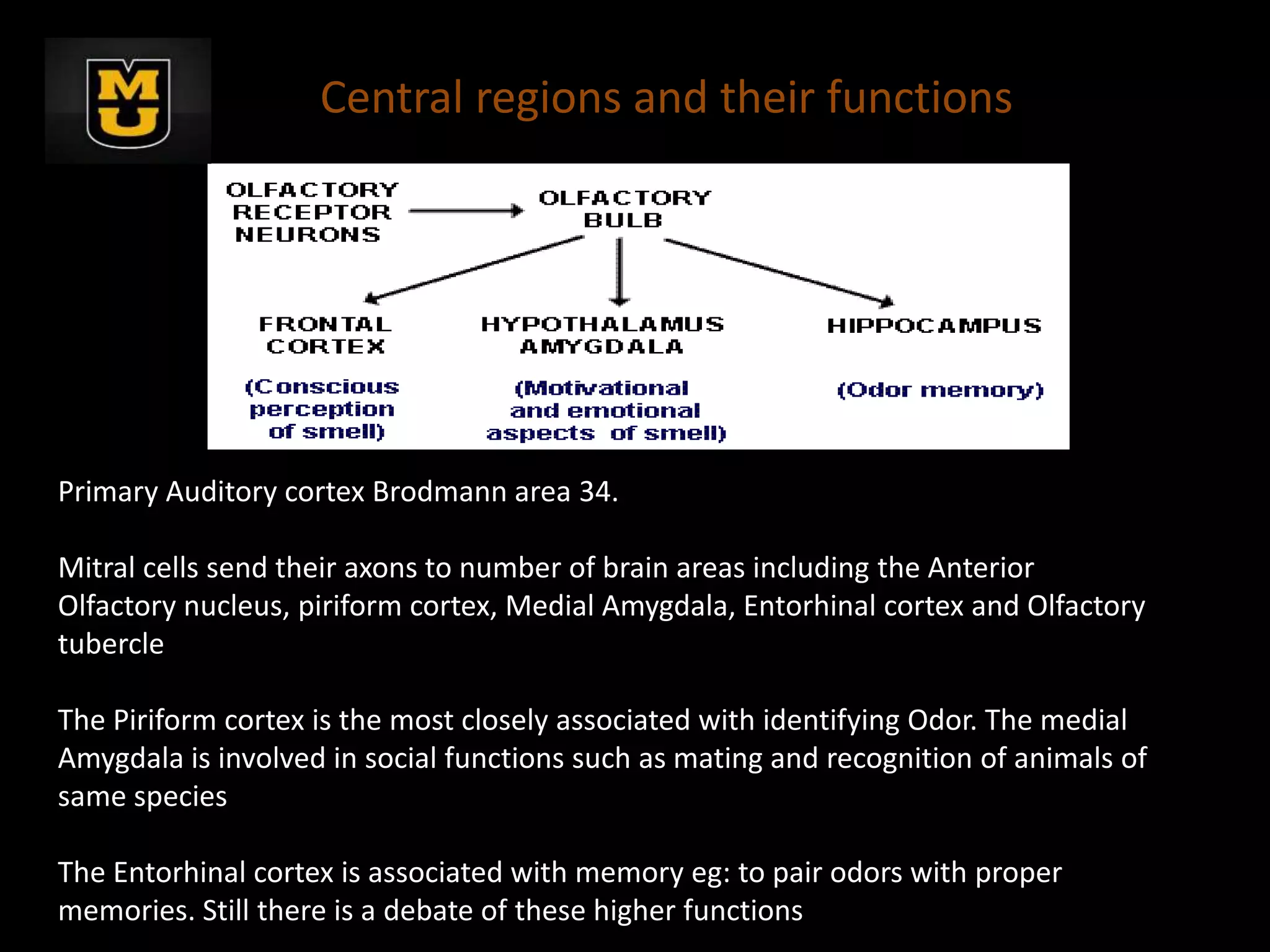 Olfactory and Optic Nerve Neuroanatomy | PPTX