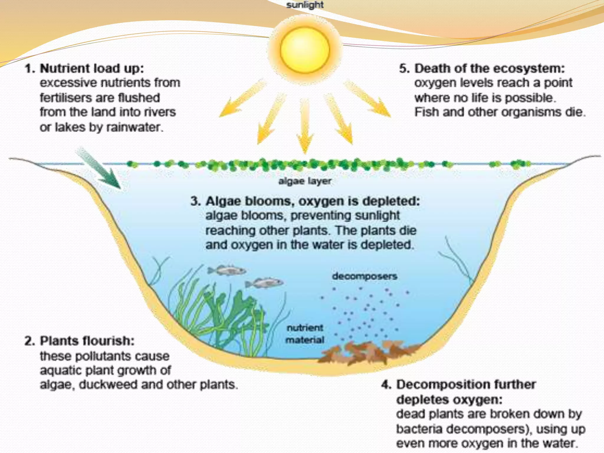 Eutrophication | PPTX