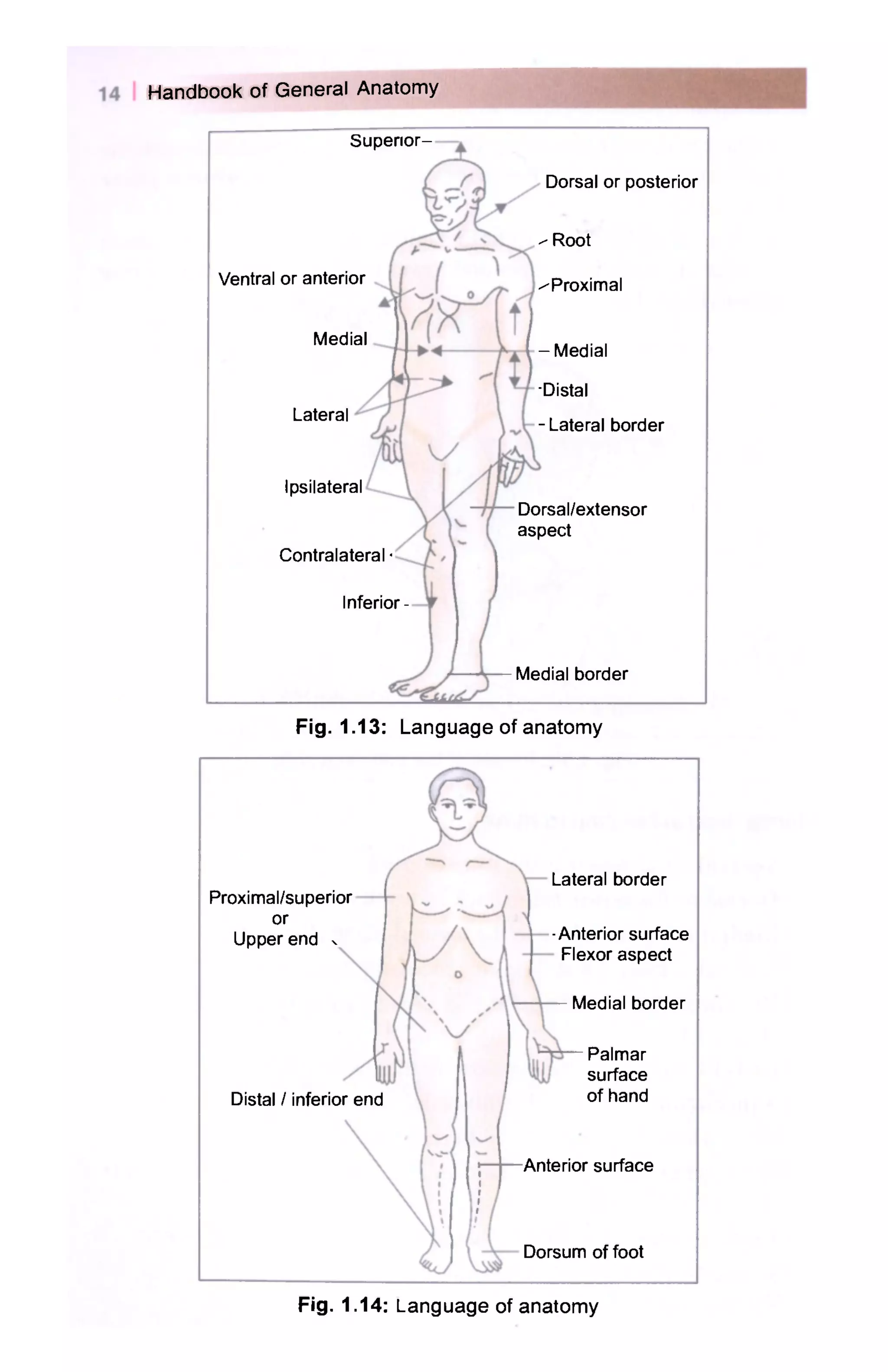 B d chaurasia's handbook of general anatomy (4th ed) | PDF