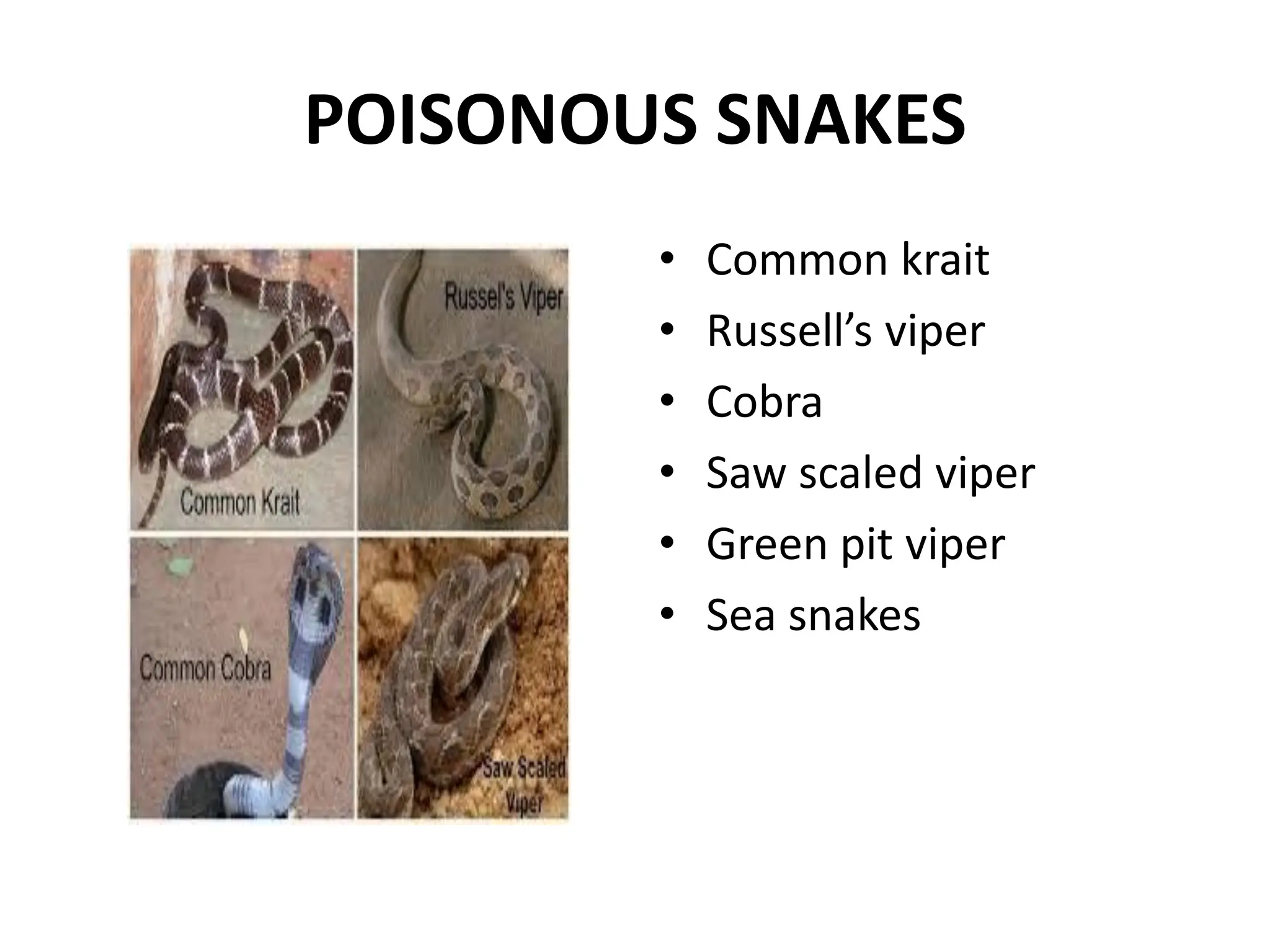 BD Different types snake details management of bite1.pdf