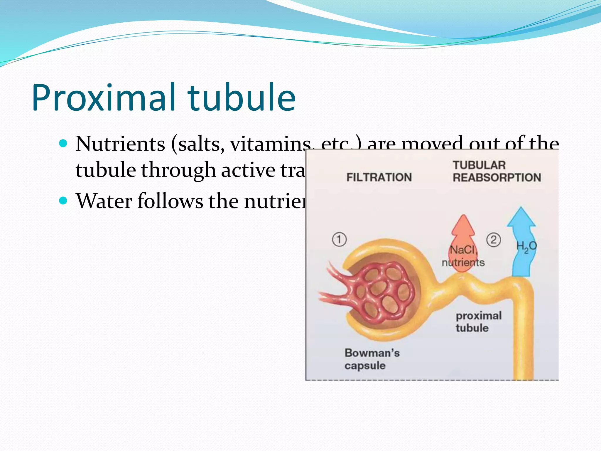 Urinary System Of Goat(1) | PPTX