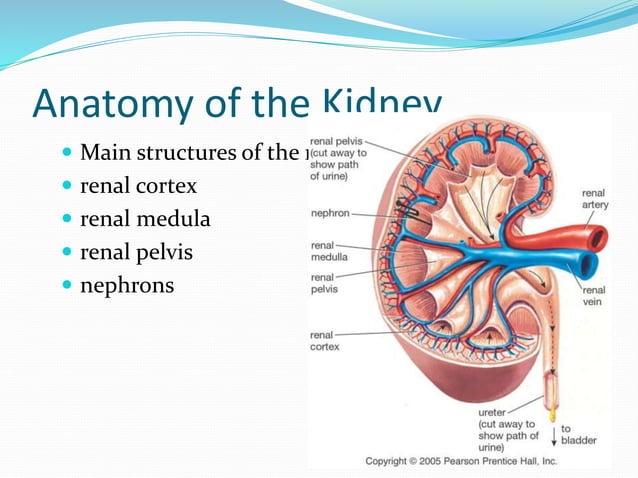 Urinary System Of Goat(1) | PPTX | Endocrine and Metabolic Diseases ...