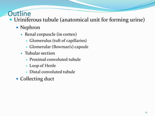 Urinary System Of Goat(1) | PPTX