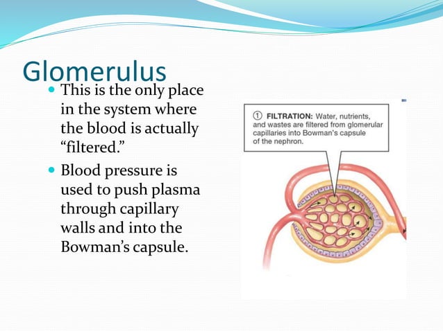 Urinary System Of Goat(1) | PPTX | Endocrine and Metabolic Diseases ...