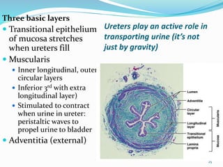 Urinary System Of Goat(1) | PPTX