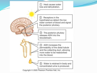 Urinary System Of Goat(1) | PPTX