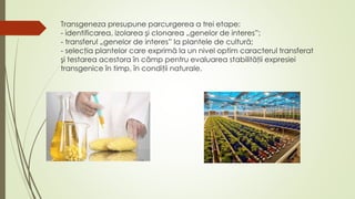 Organisme transgenice | PPTX