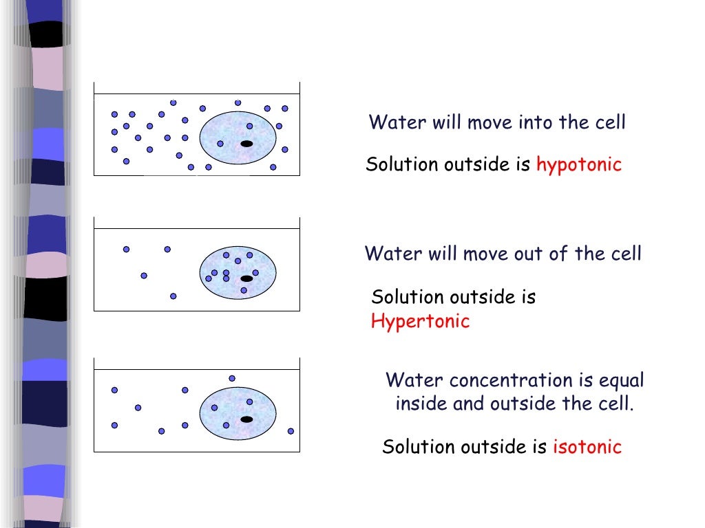 (B) Diffusion And Osmosis