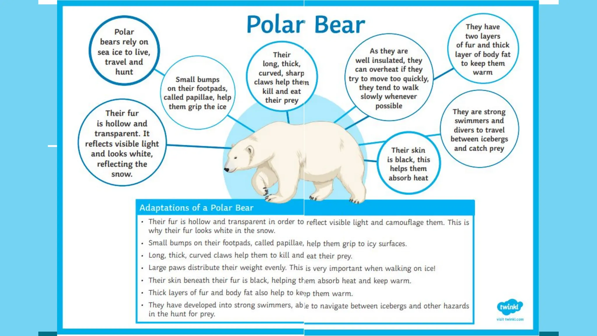 How to survive in cold. Animals and human. | PDF