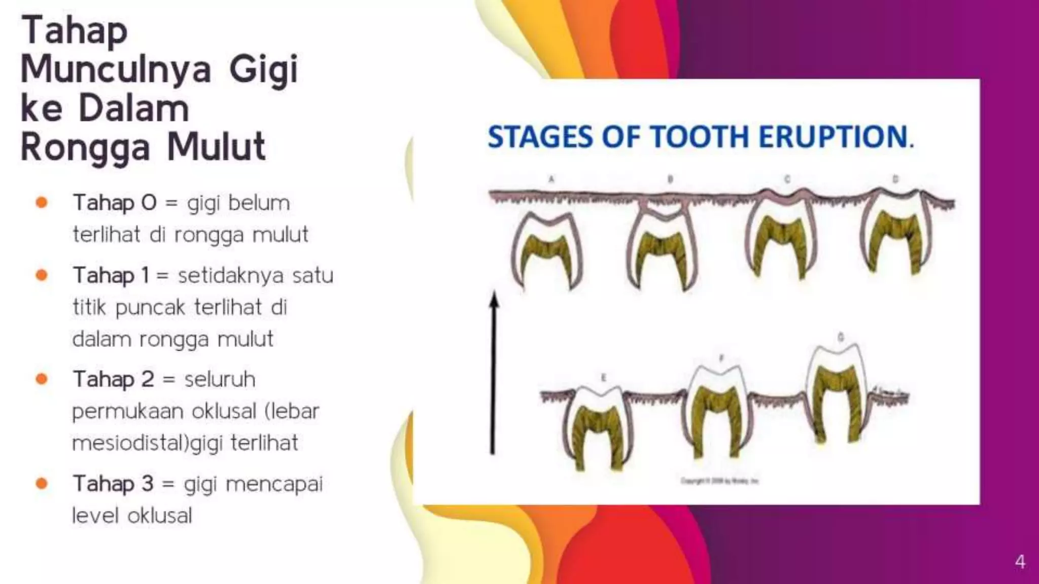 Kronologi Erupsi Gigi Permanen | PPTX