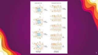 Kronologi Erupsi Gigi Permanen | PPTX