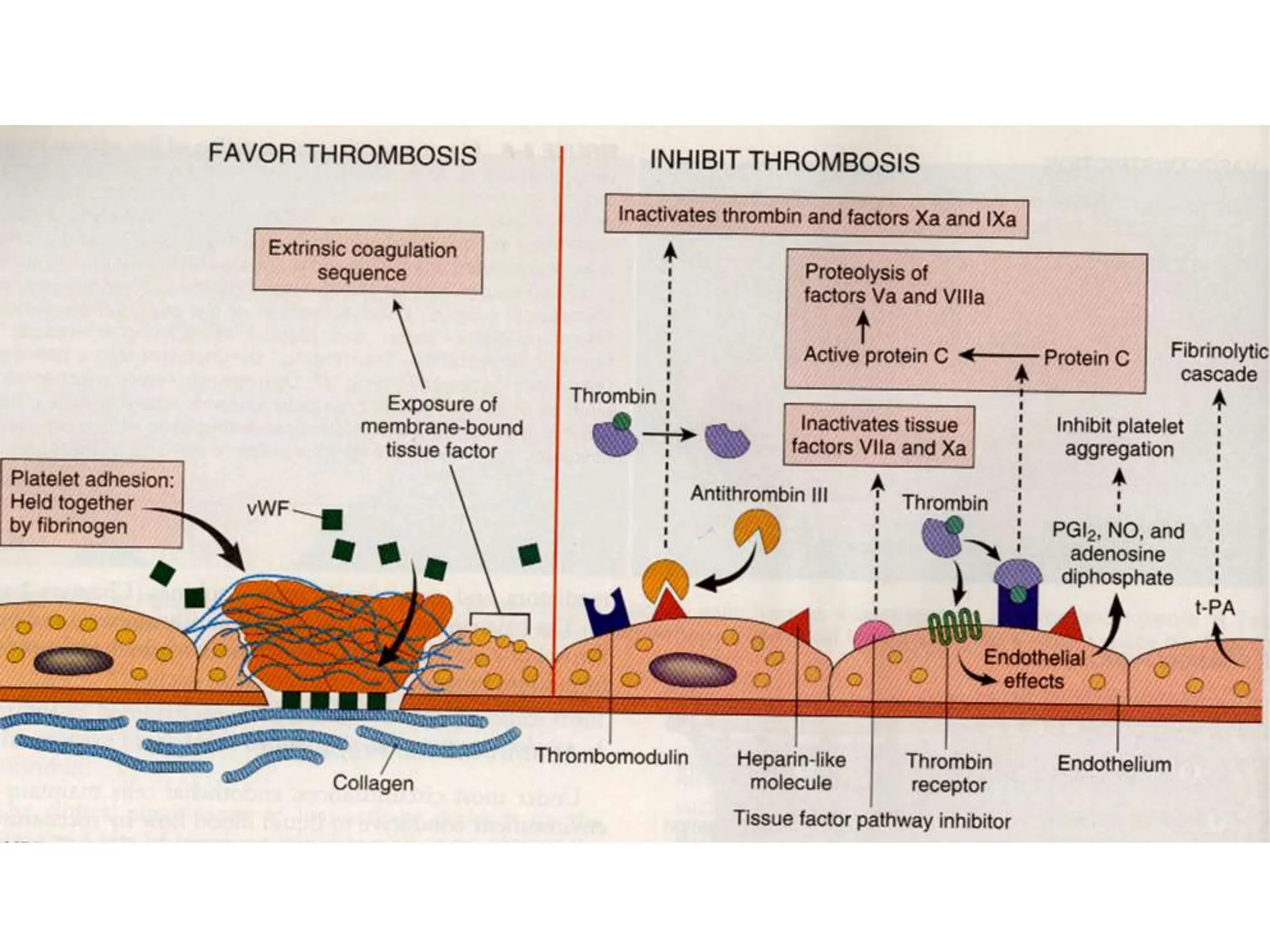 Bleeding Disorder Hemostasis Thrombocytopenia, ITP.ppt | Free Download