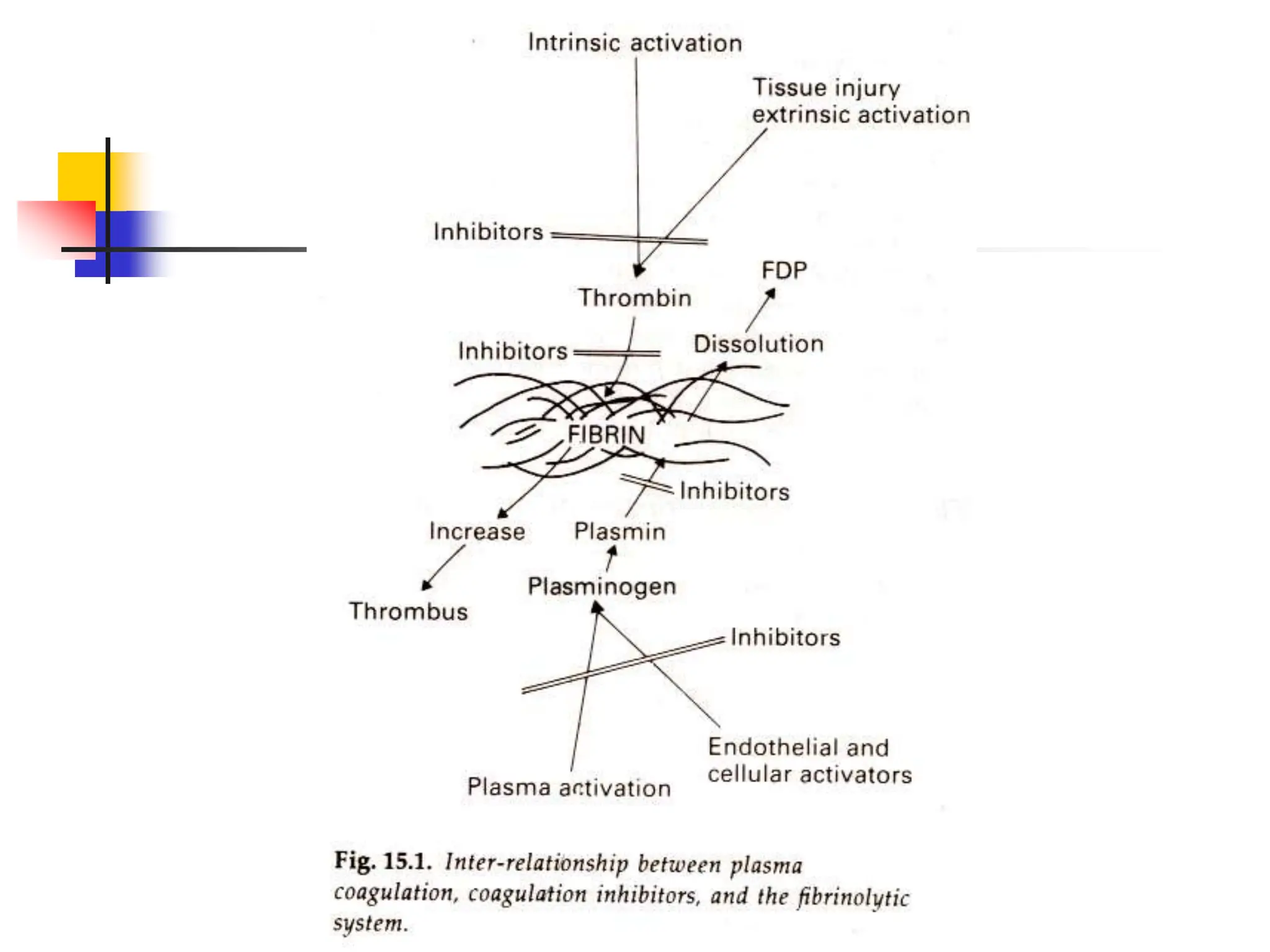 Bleeding Disorder Hemostasis Thrombocytopenia, ITP.ppt | Free Download