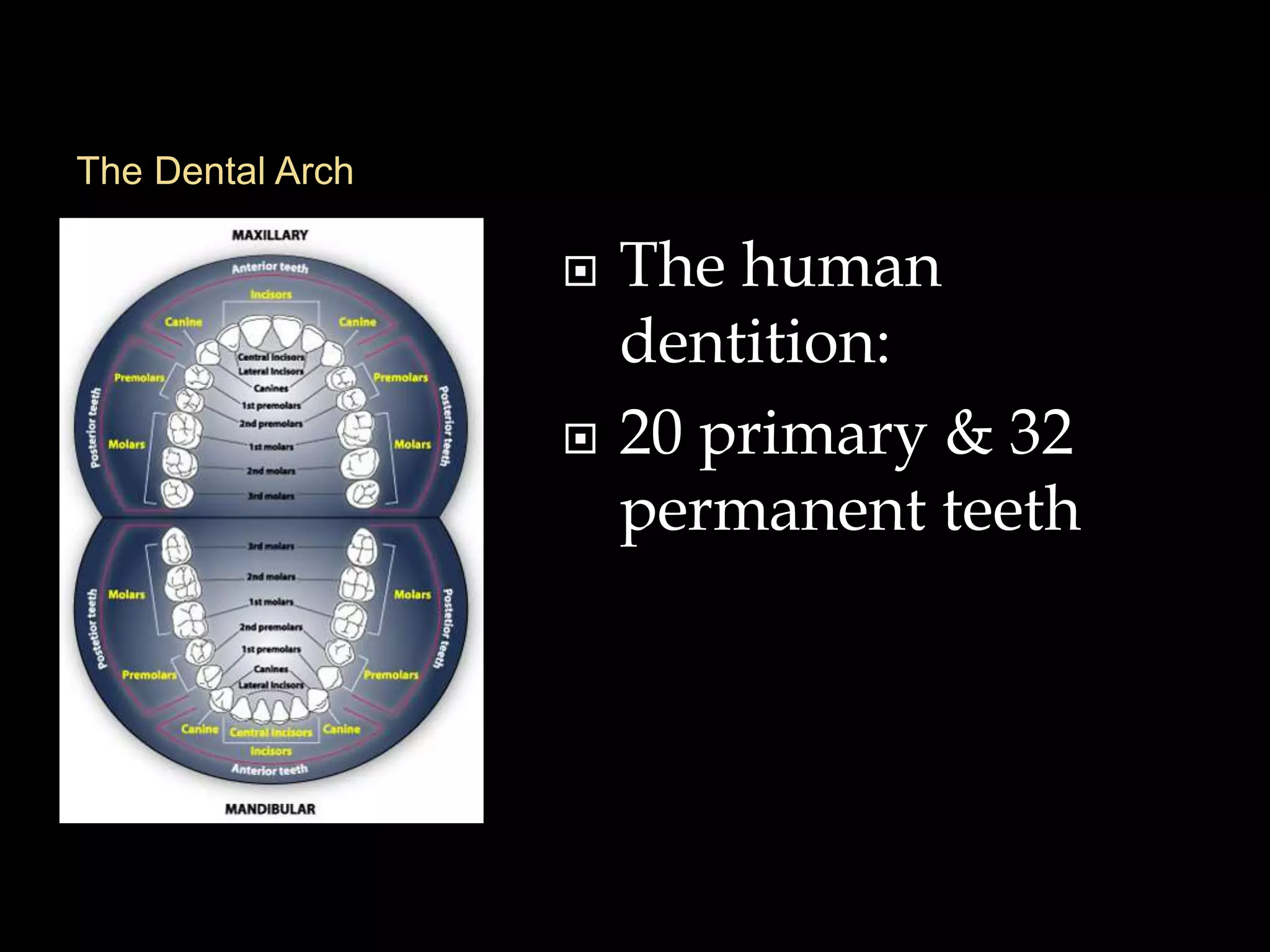 BDS II year Lecture Tooth notation.pptx