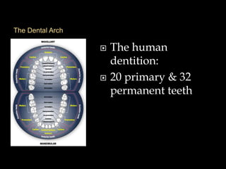 BDS II year Lecture Tooth notation.pptx