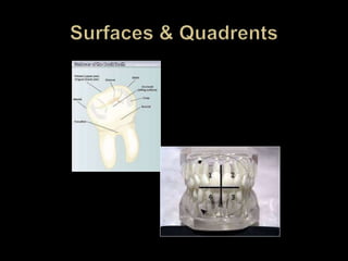 BDS II year Lecture Tooth notation.pptx