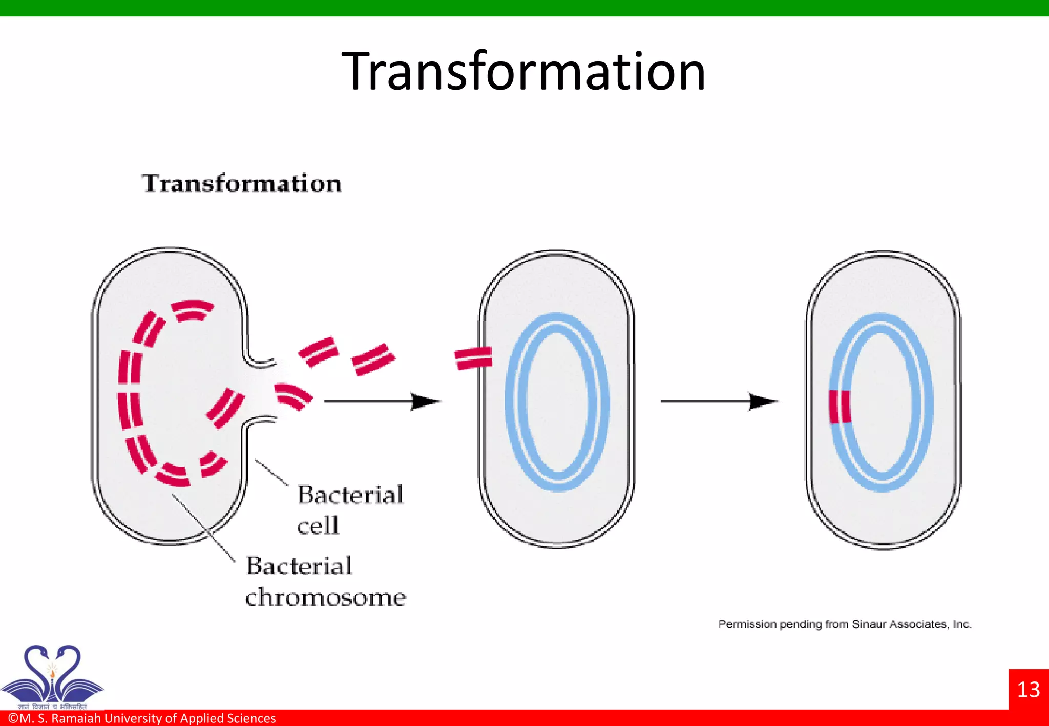 Morphology & Physiology of bacteria | PPT