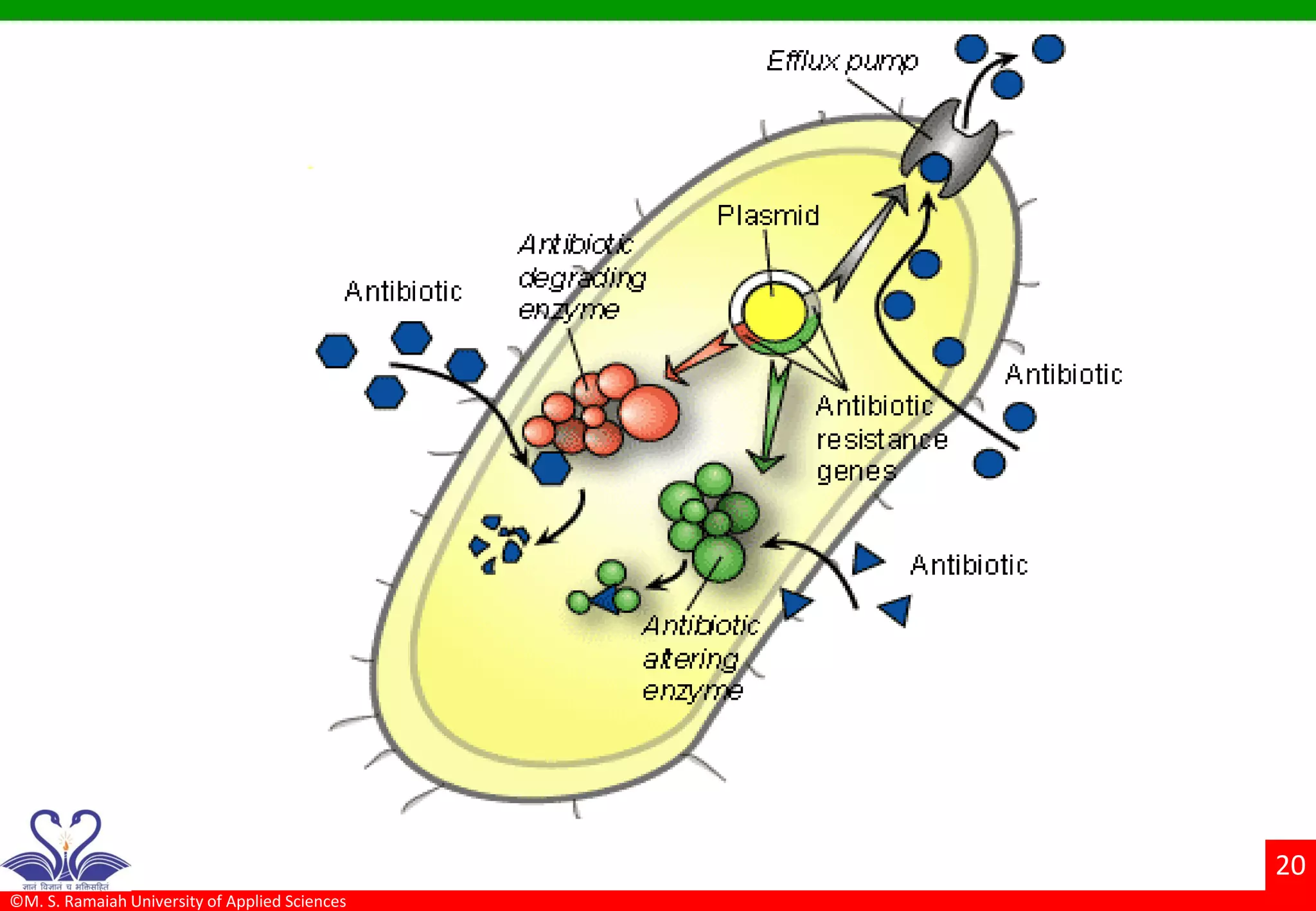 Morphology & Physiology of bacteria | PPT