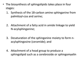 Sphingomyelin Synthesis