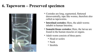 BDS Spotters Parasitology microbiology spotters dental practical | PPTX