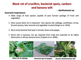 Bacterial diseases of vegetables and their screening methodologies | PPTX