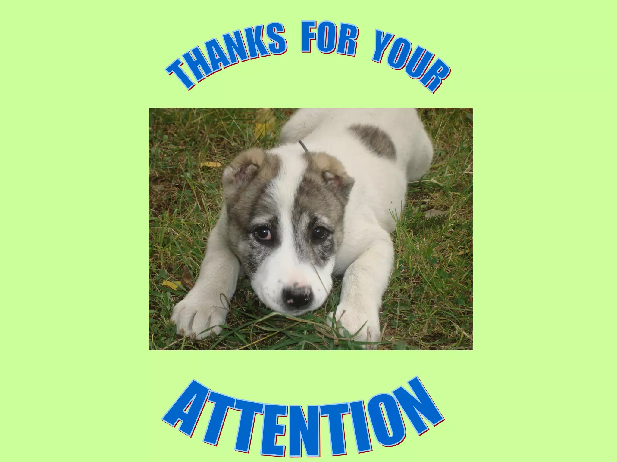 Guess the advertisement | PPT