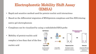 Final Presentation | PPTX