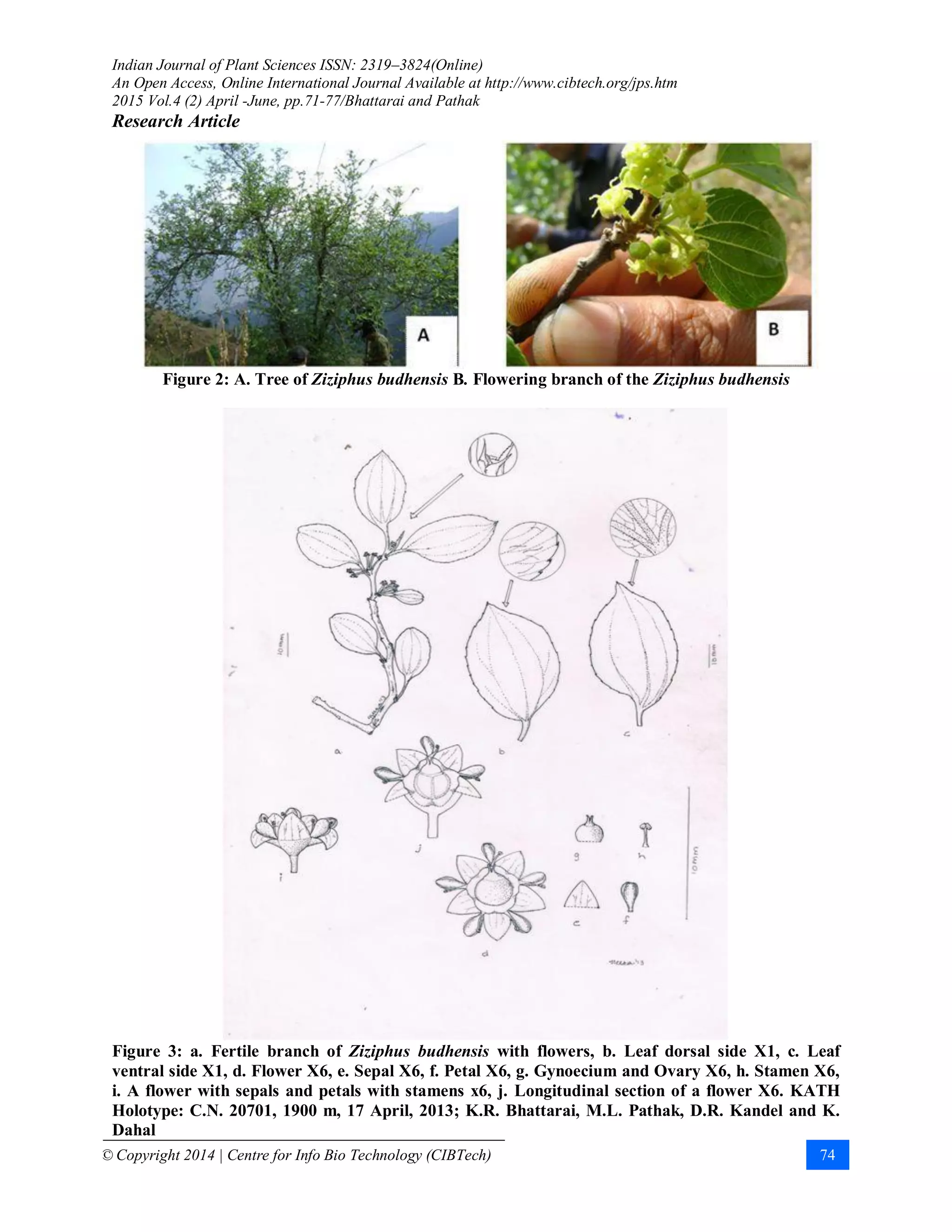 13-JPS-016-BHATTARAI-HIMALAYAS | PDF