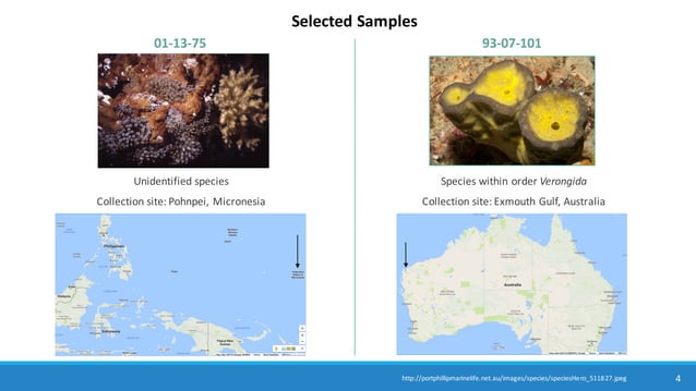 Isolation of Bioactive Natural Products from Marine Invertebrates | PPT