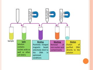 Bead-based Separation Technique in Molecular Biology.pptx