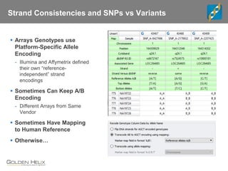 Beagle Imputation in SVS | PPT