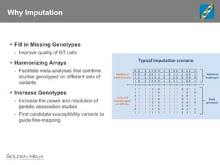 BEAGLE Imputation in SVS for Human & Animal SNP Data | PDF