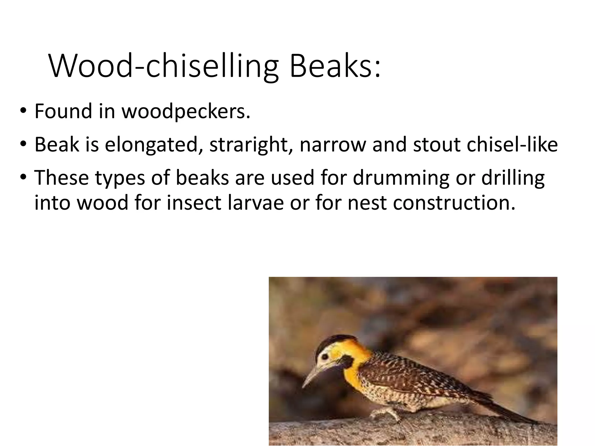 Beak adaptation in Birds | PPTX