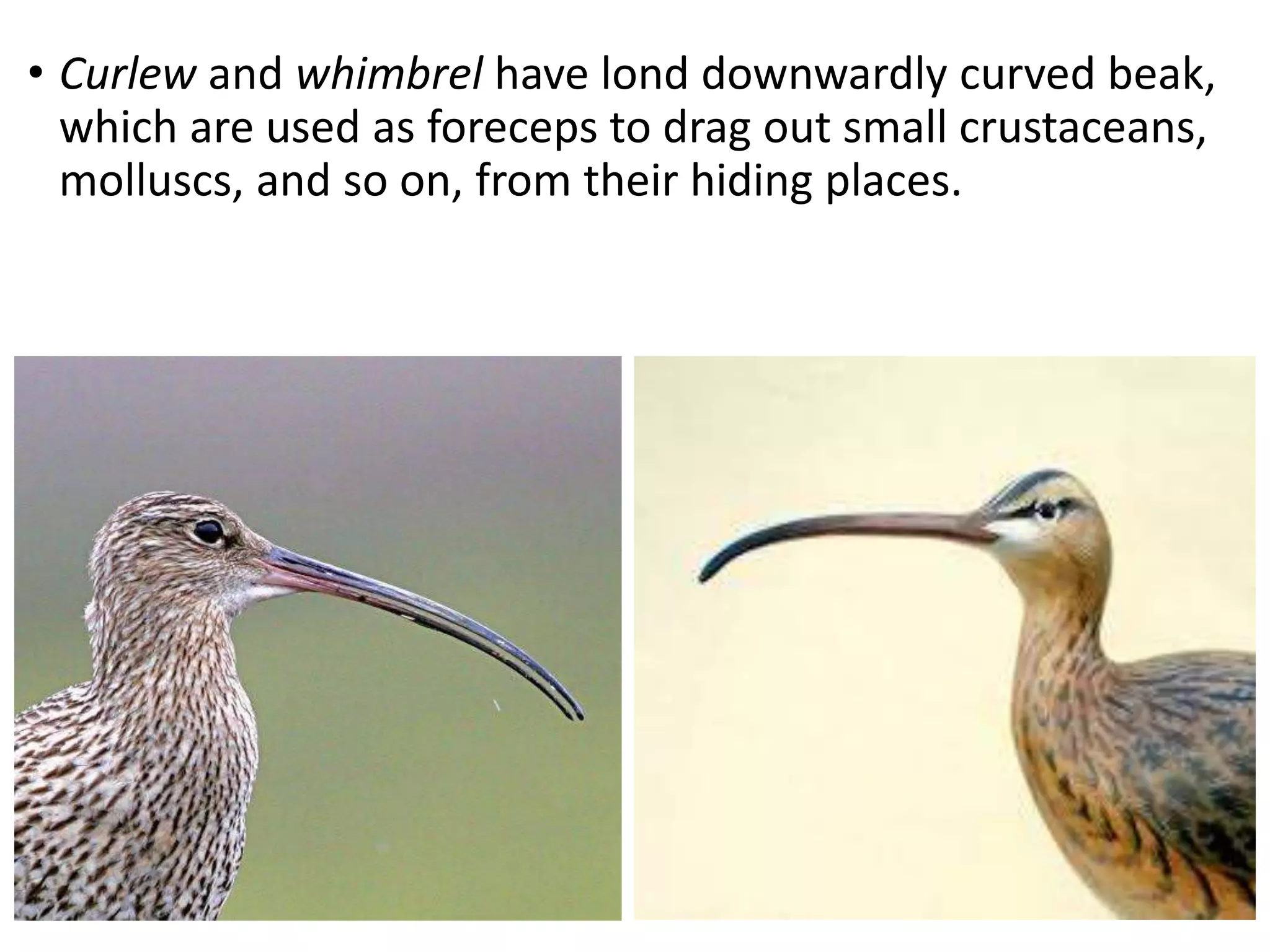 Beak adaptation in Birds | PPTX