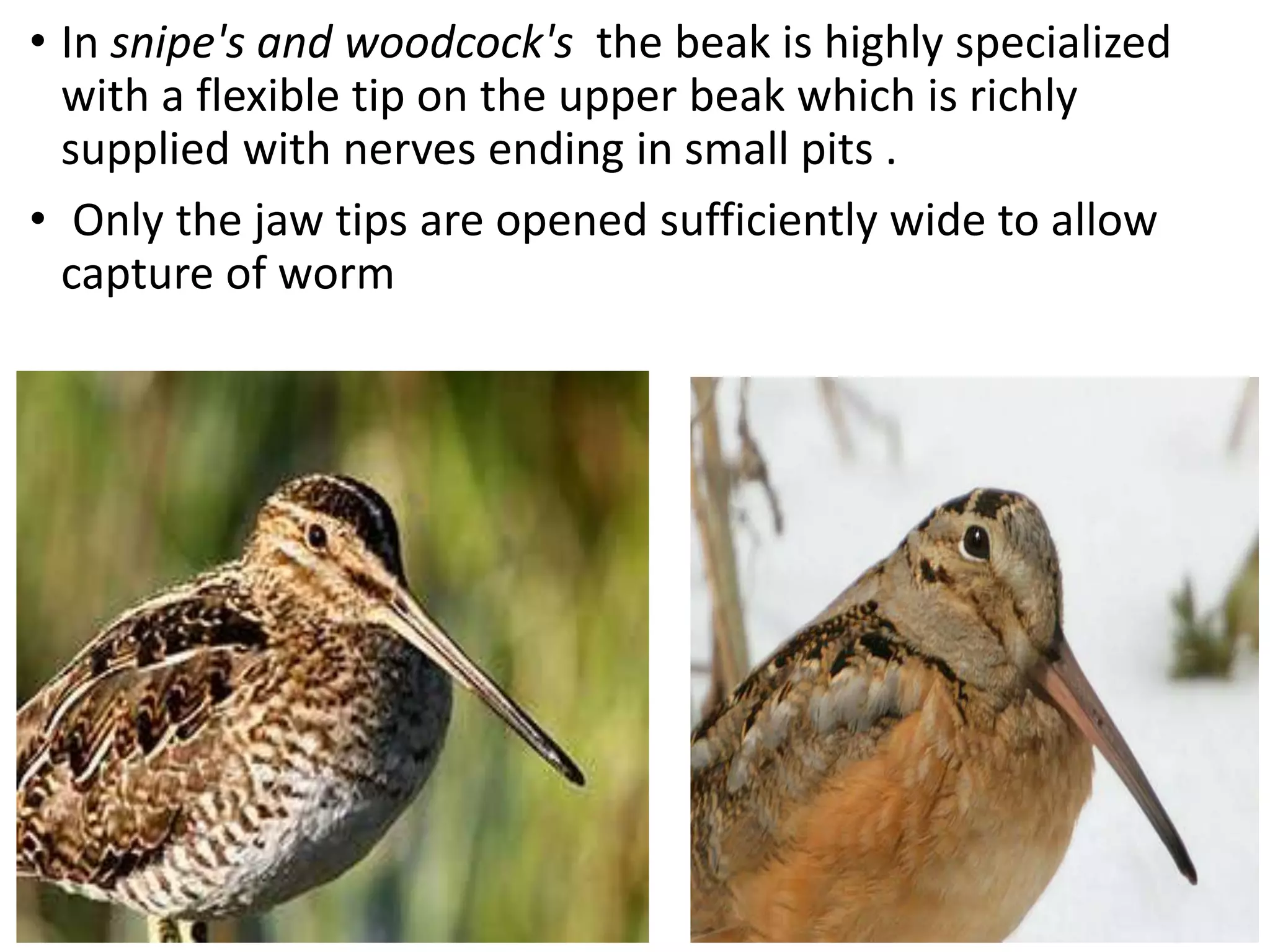 Beak adaptation in Birds | PPTX | Birdwatching | Hobbies & Interests