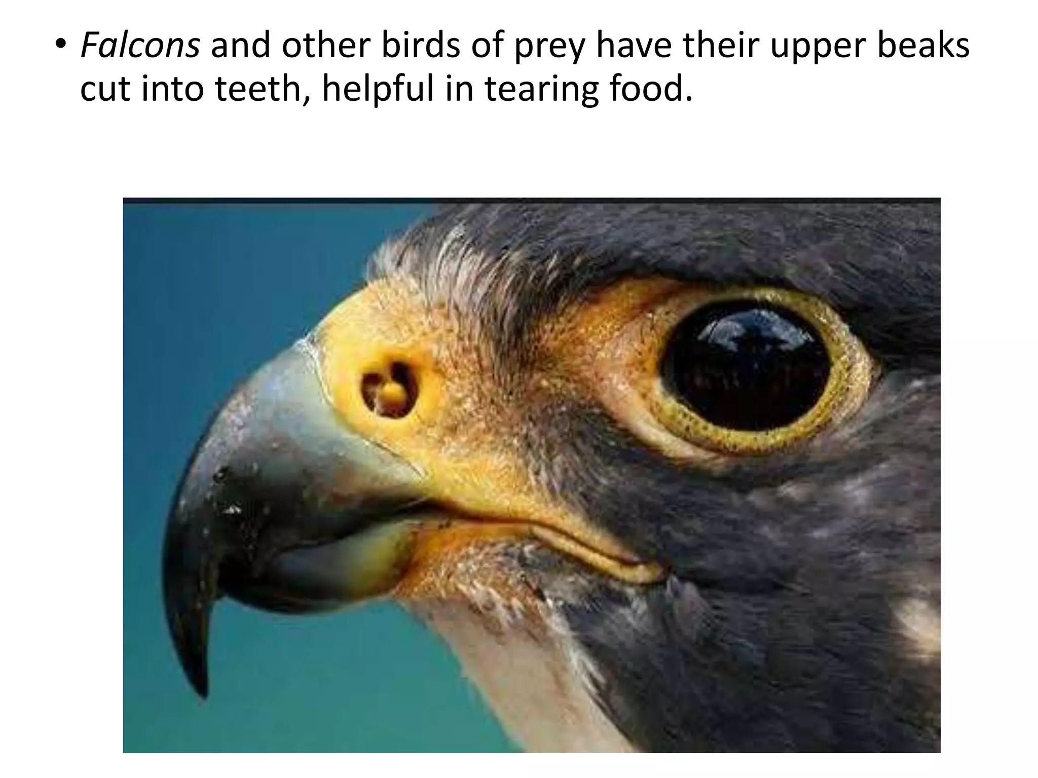 Beak adaptation in Birds | PPTX