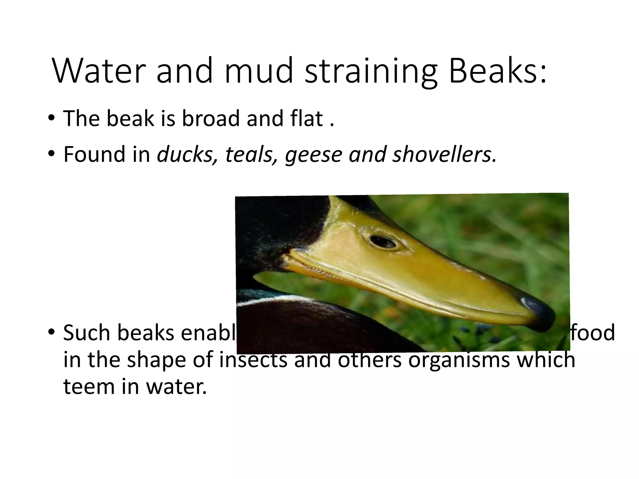 Beak adaptation in Birds | PPTX