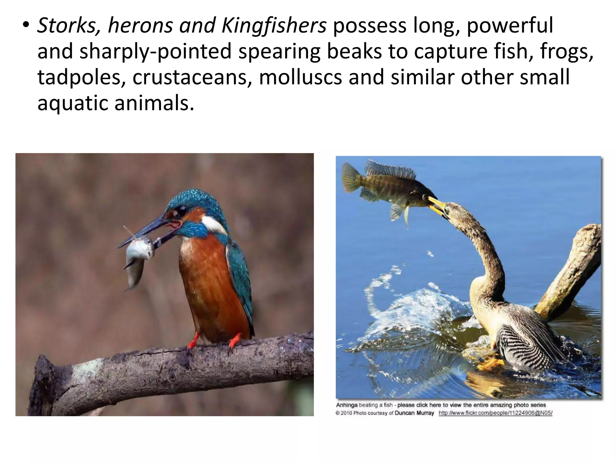 Beak adaptation in Birds | PPTX | Birdwatching | Hobbies & Interests