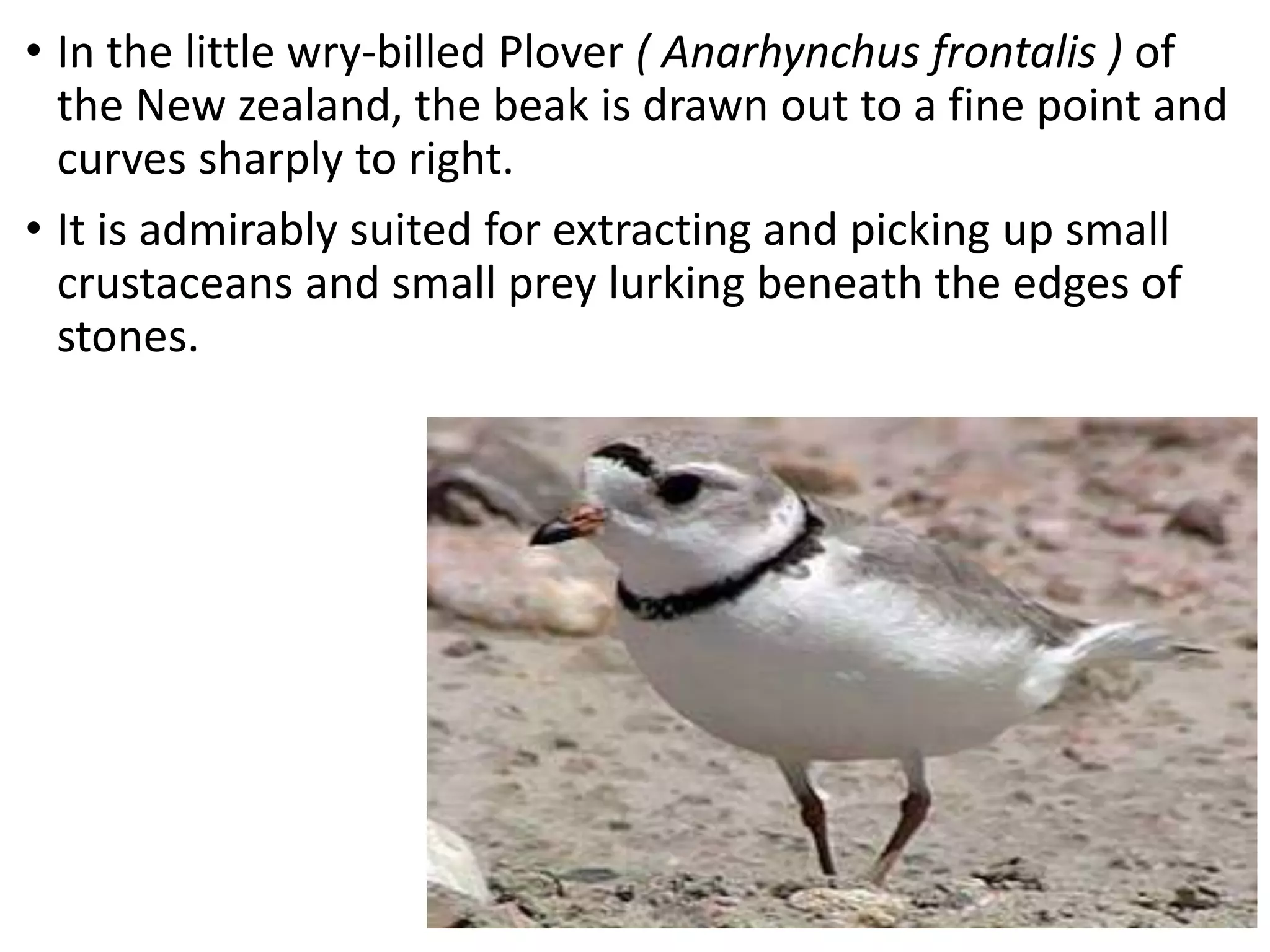 Beak adaptation in Birds | PPTX