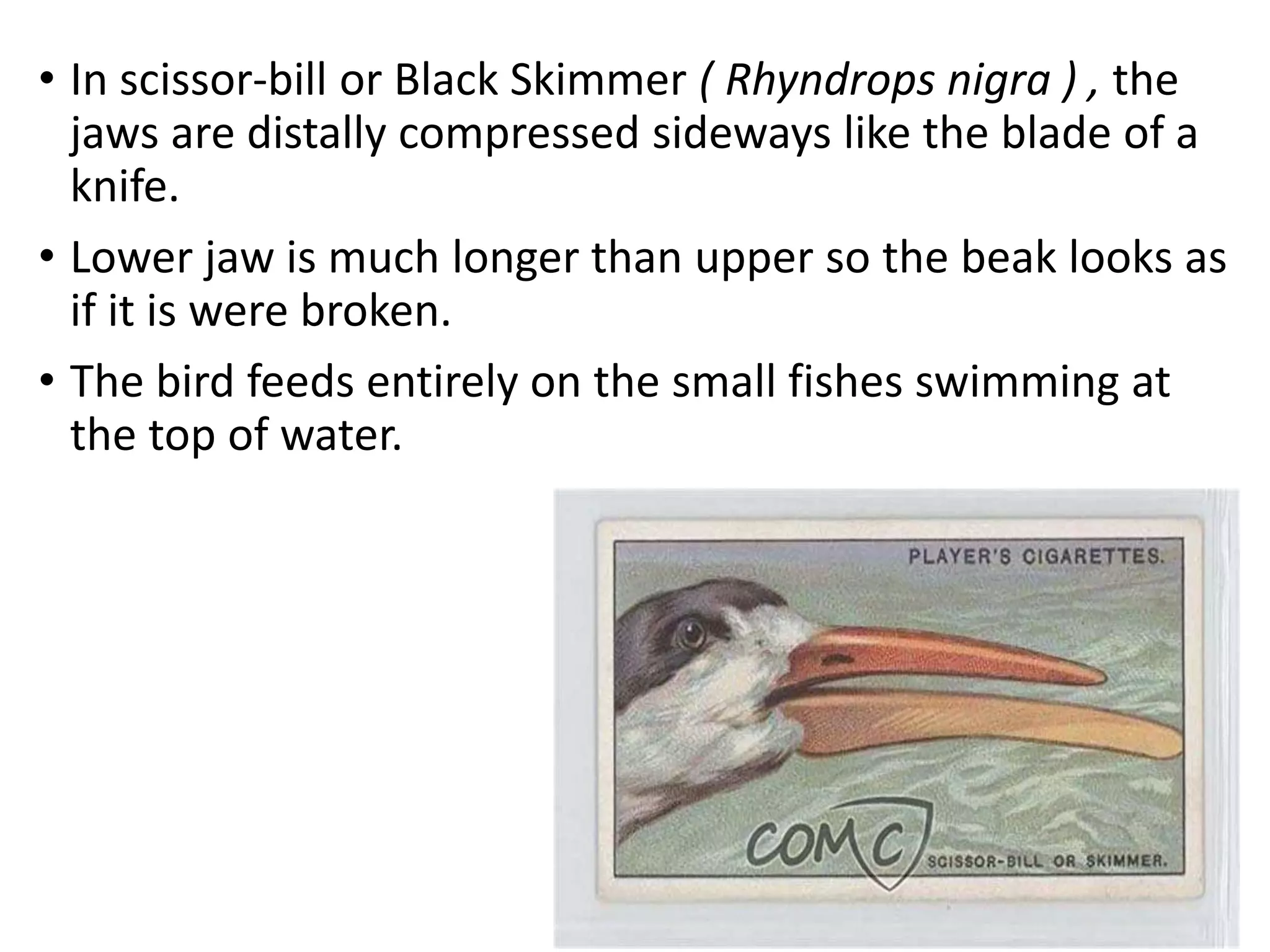 Beak adaptation in Birds | PPTX