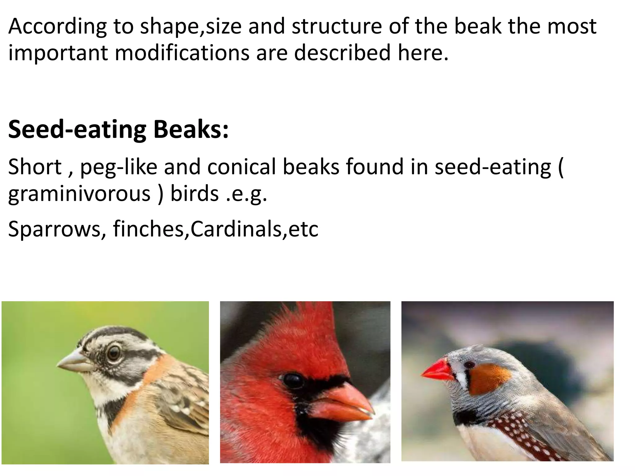 Beak adaptation in Birds | PPTX