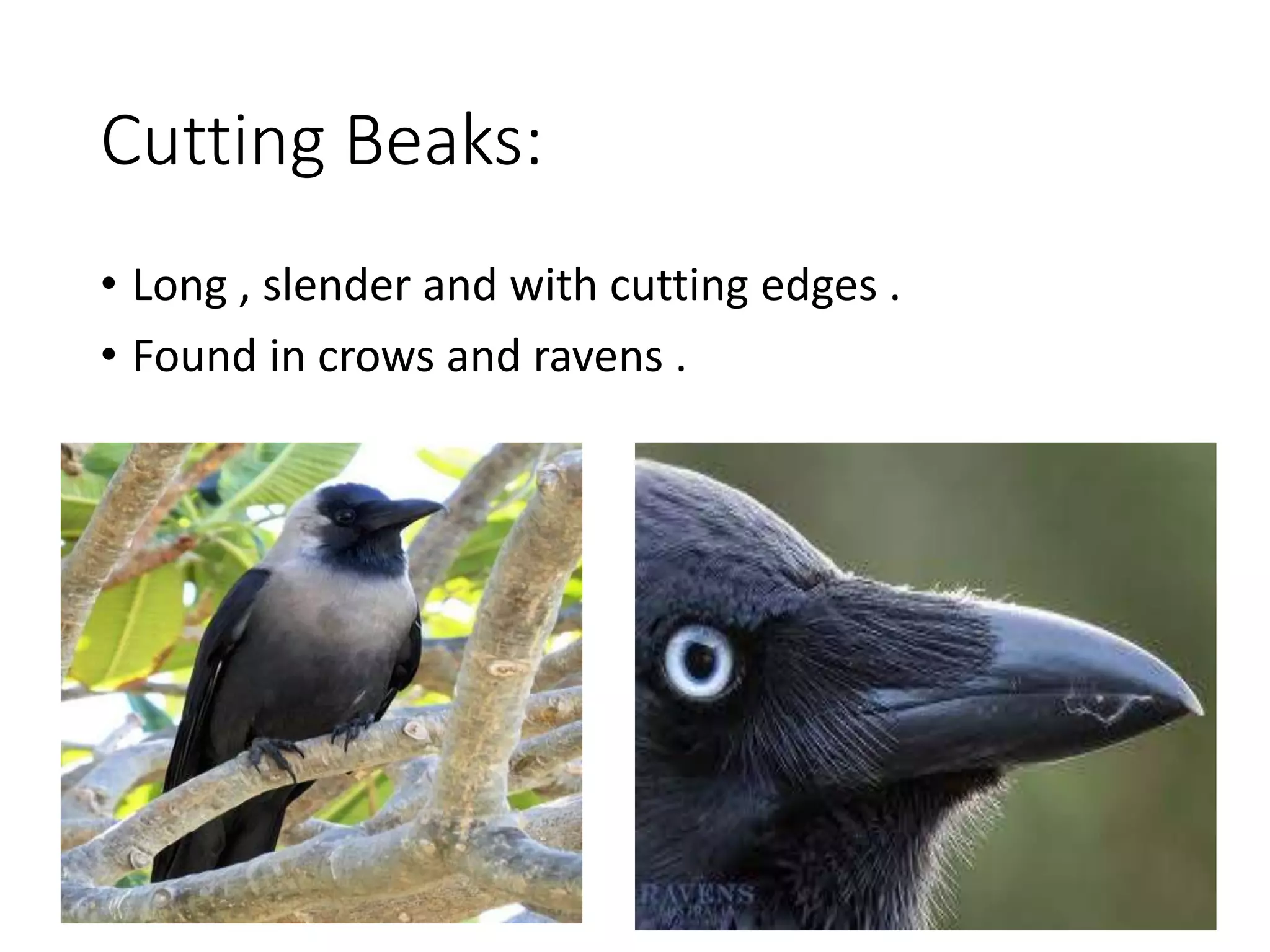 Beak adaptation in Birds | PPTX