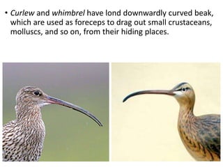 Beak adaptation in Birds | PPTX