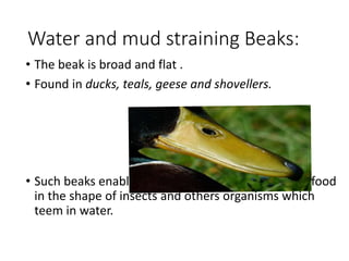 Beak adaptation in Birds | PPTX