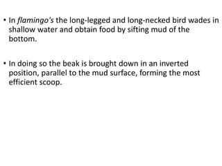 Beak adaptation in Birds | PPTX